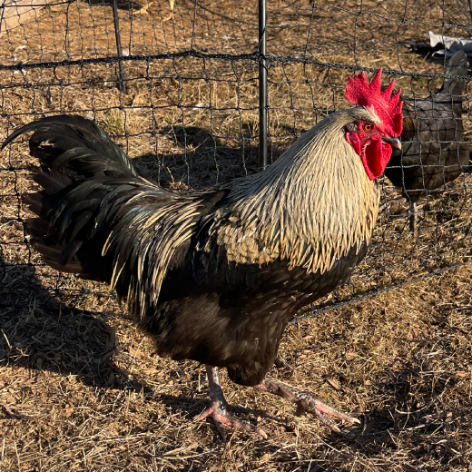 Gilded Martin – Perennial Hill, LLC