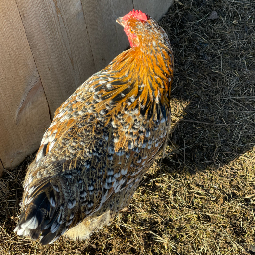 Swedish Flower Hen – Perennial Hill, LLC